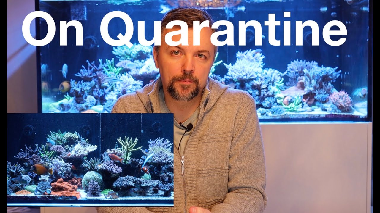 Quarantine Video - YouTube