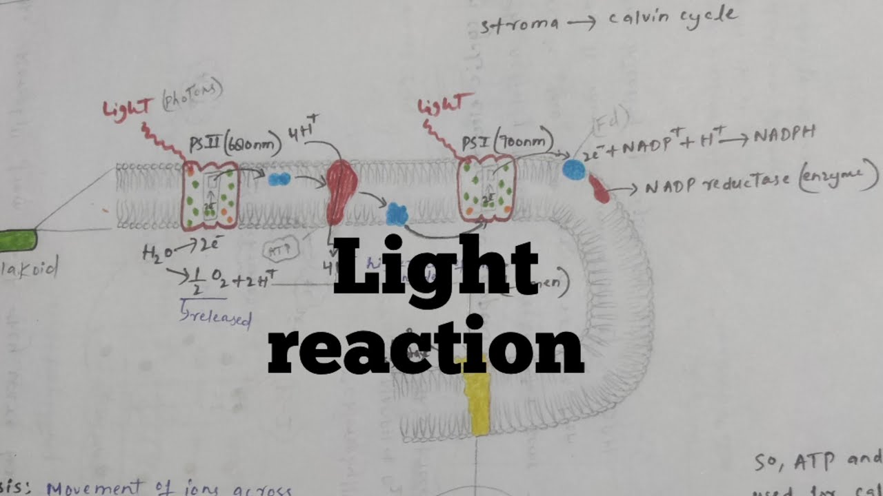 Photosynthesis (Light Reaction--Part 3) - YouTube