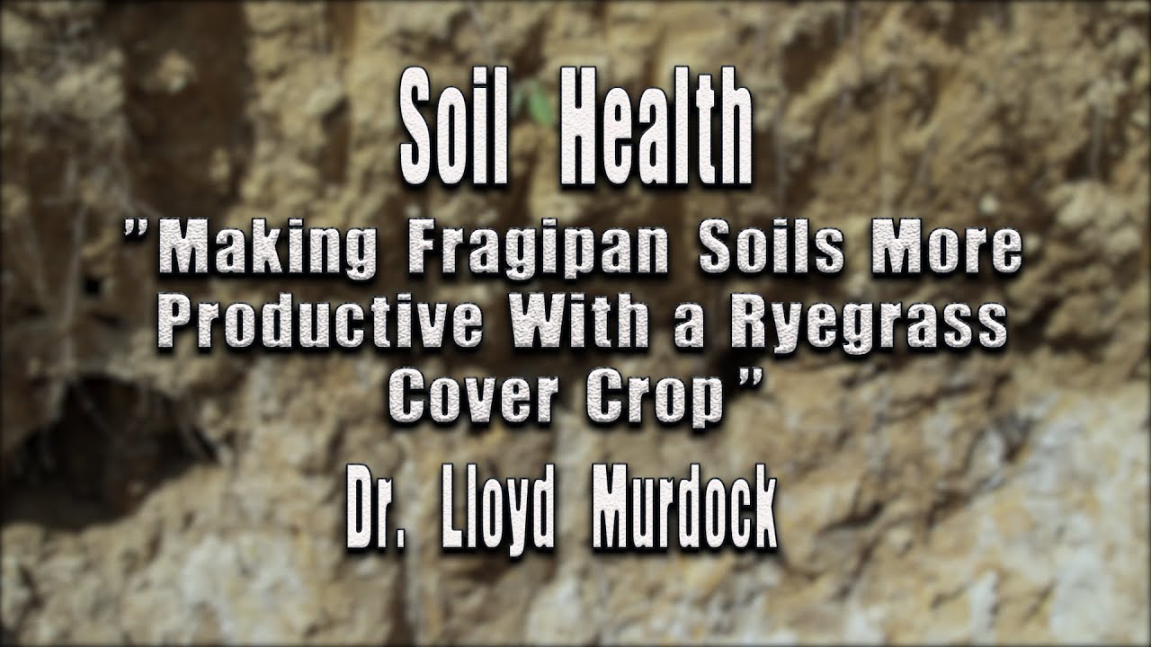 Making Fragipan Soils more Productive with a Ryegrass Cover Crop - YouTube