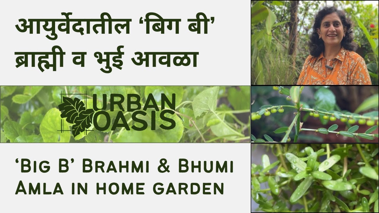 Growing medicinal Brahmi & about wild vegetable Bhumi amla ॥ घरच्या ...