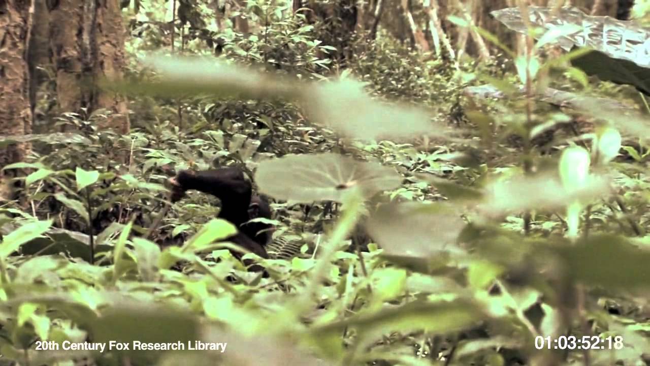 Chimp with Machete/Обезьяна с мачете - YouTube