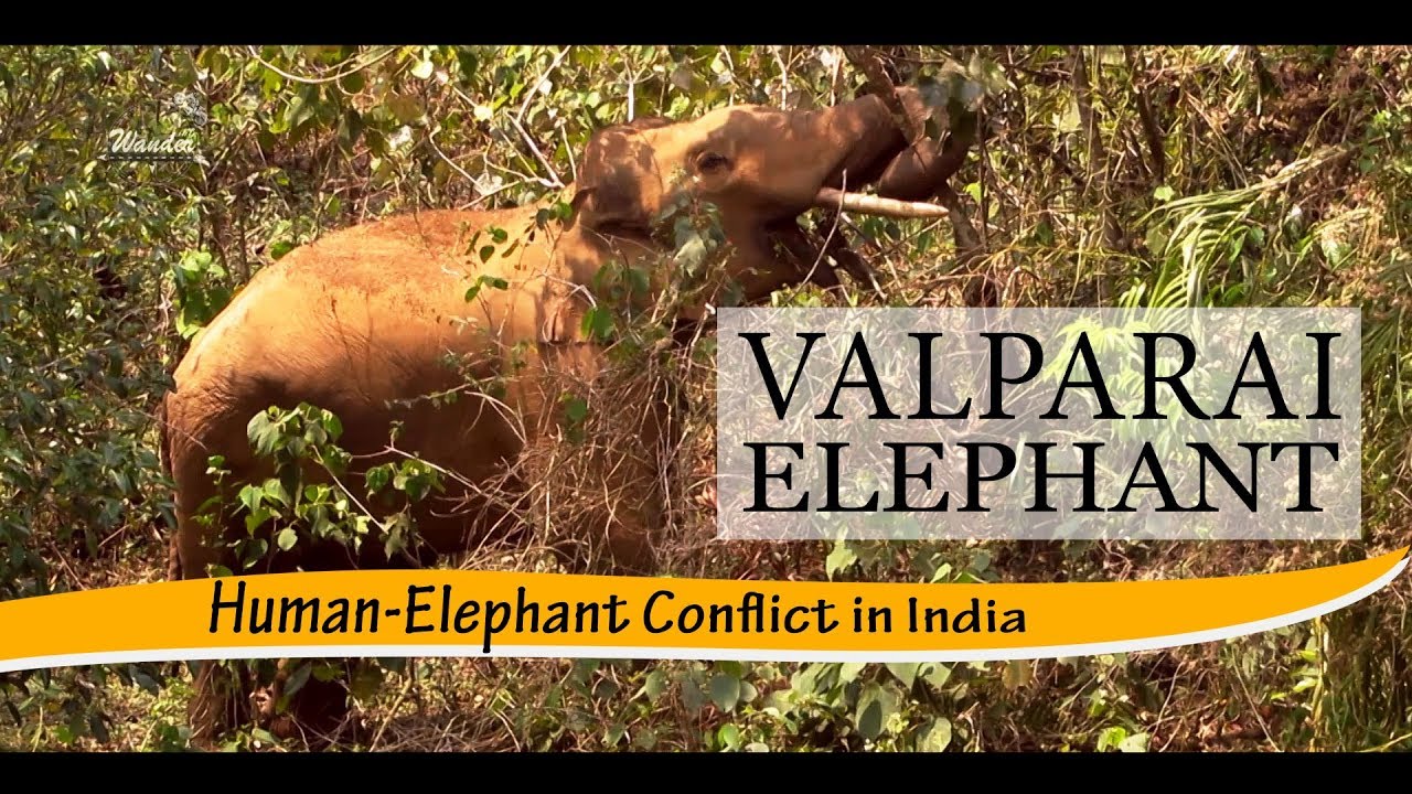 Valparai Animal Attack