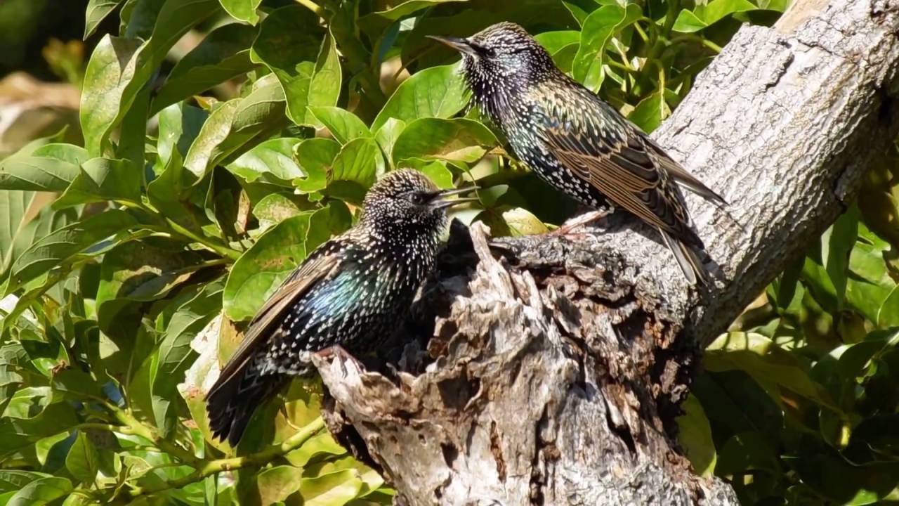 El trinar de las aves - YouTube