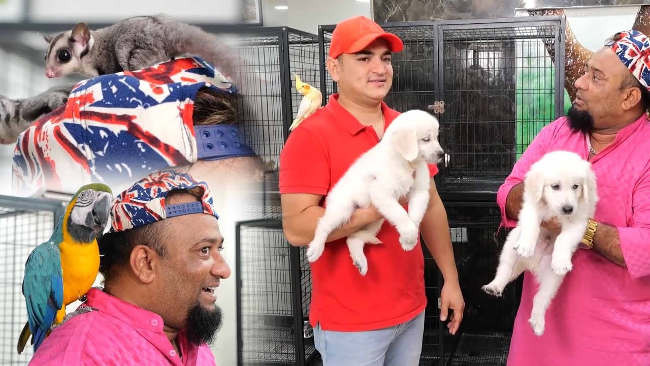 Pet Guide with Lobo | 100 % Pure Breed Pets Cost | LOBOGRAM Episode 22 ...