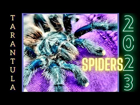 Tarantulas & Spiders|Upclose encounters & interviews with Arachnid ...