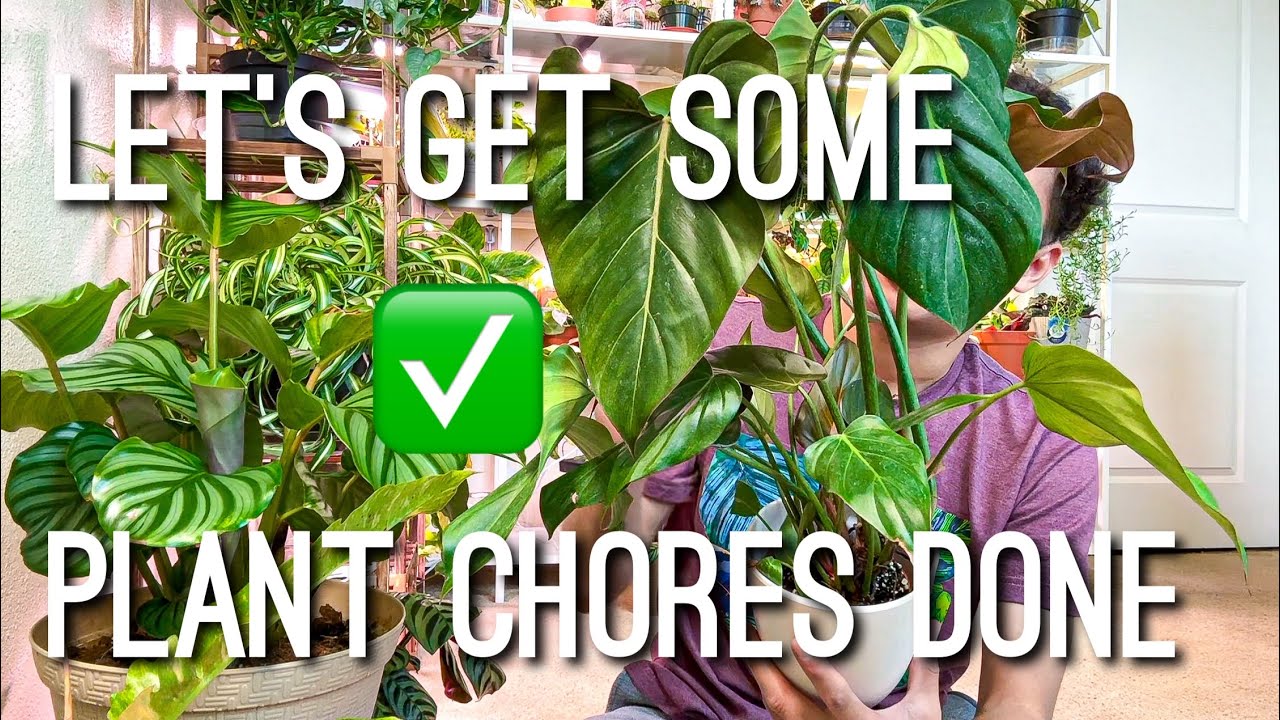 Repotting & Propagating Gabby Philo! Repotting Summer Glory, & Treating ...
