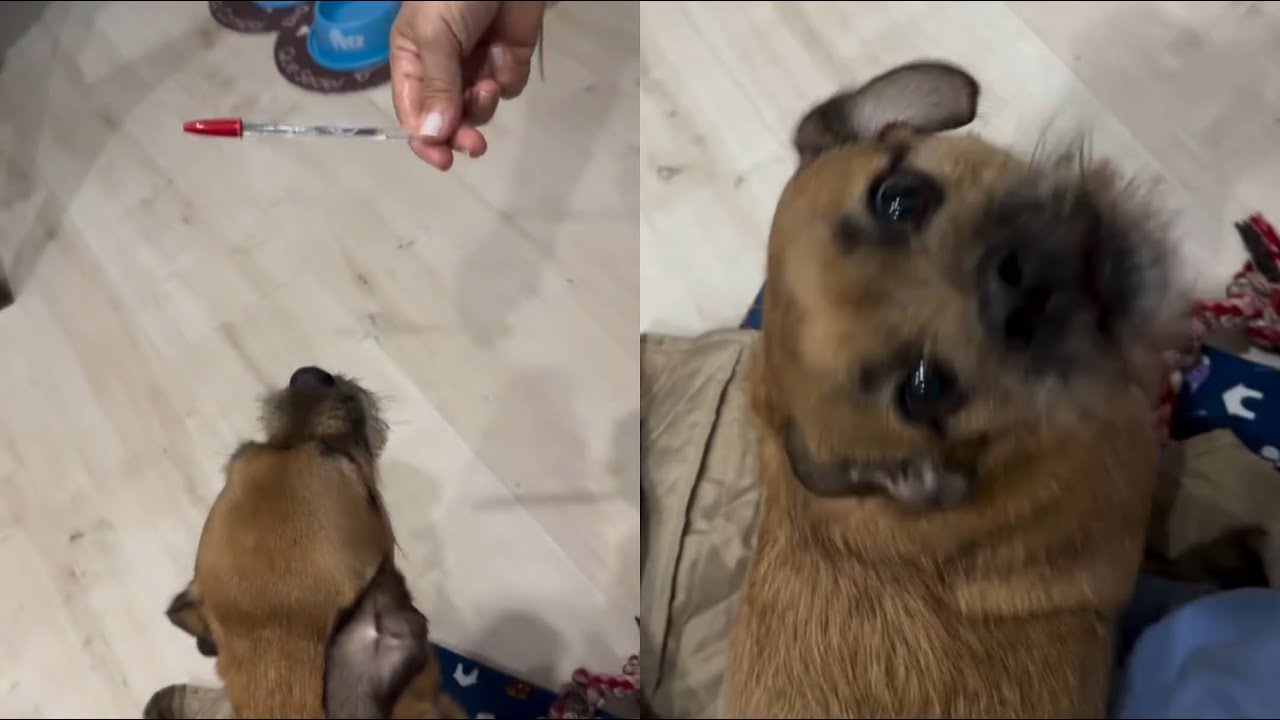 Guilty Dog Caught Red-Handed After Destroying Pen - YouTube