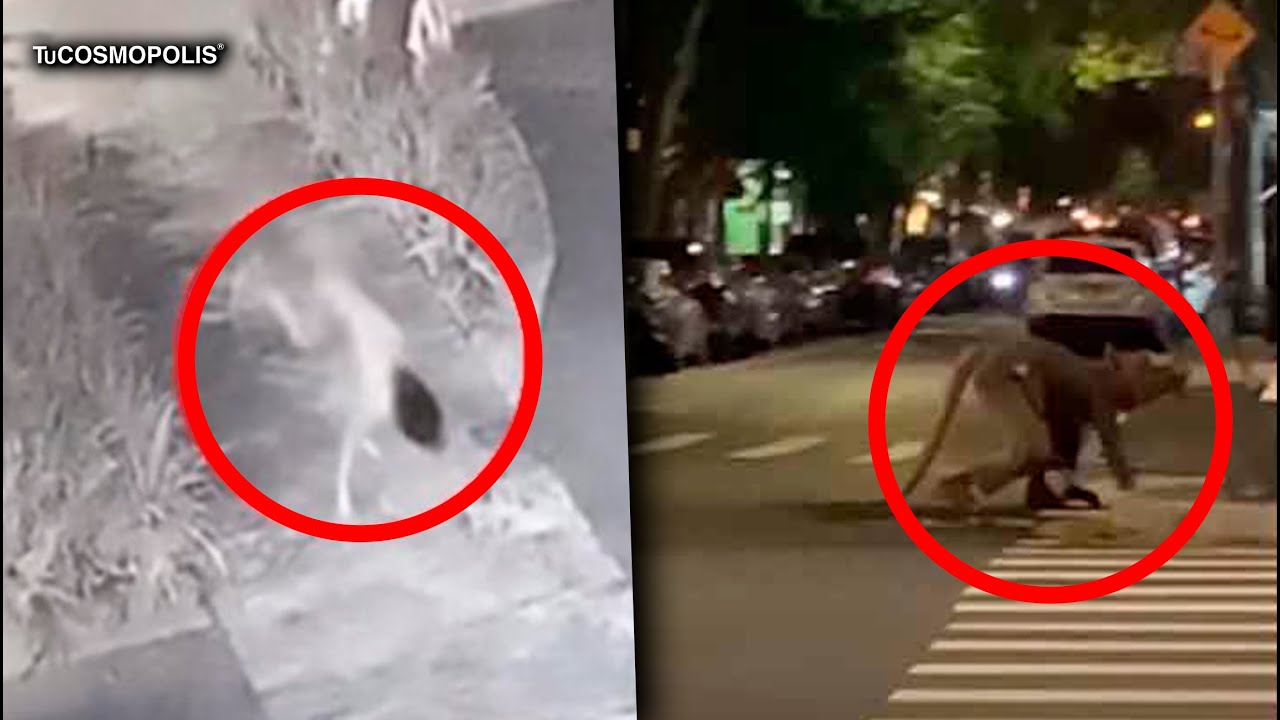 ¡LO QUE FALTABA EN 2020! APARECE el HOMBRE RATA - YouTube