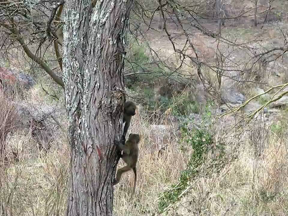 Baby Baboons Climbing Tree-West Serengeti Safari - YouTube