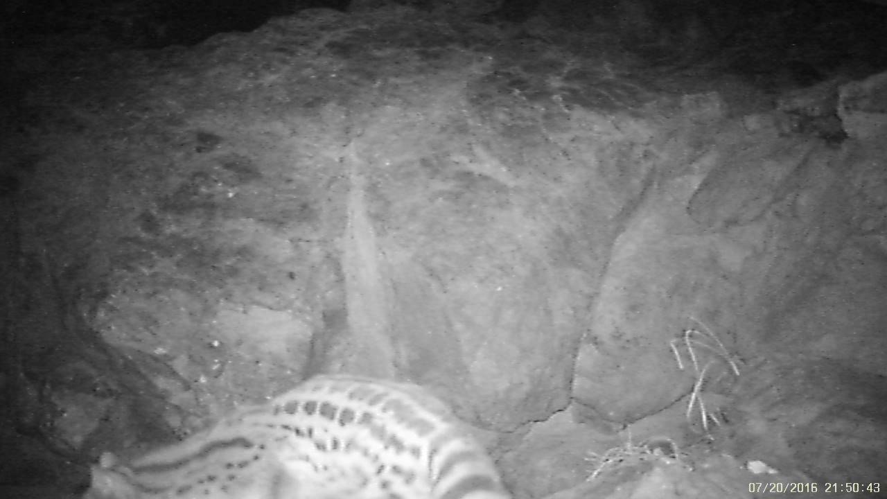 20 July 2016 Porcupine Den Genet 3 - YouTube
