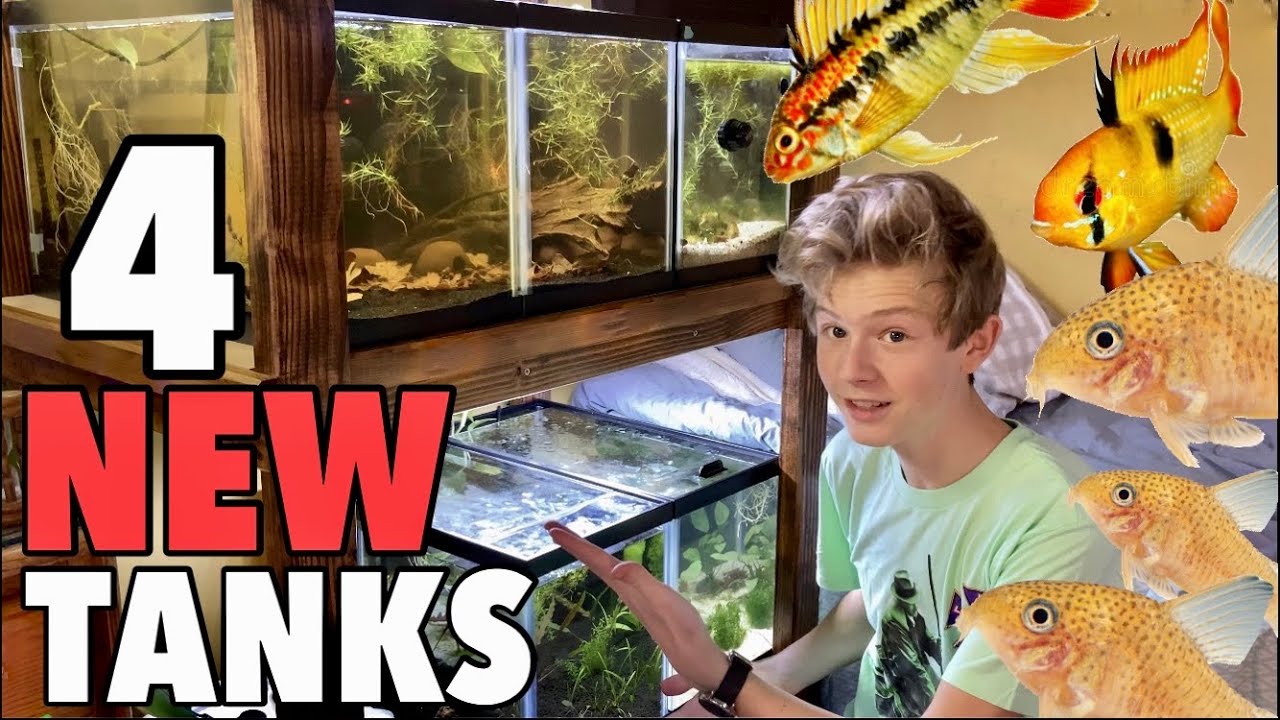 Four New Aquarium Setups! 10 Gallon Breeding Rack - YouTube