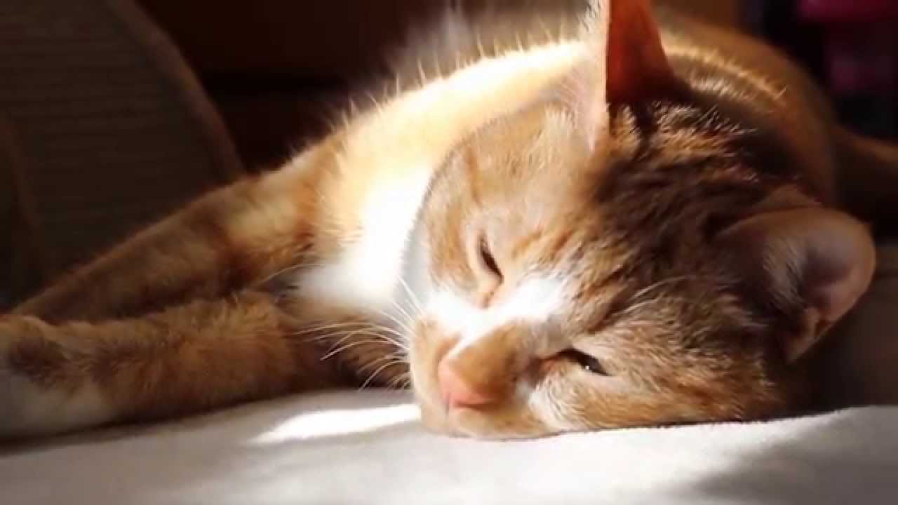 まどろむ猫 Cat dozing off - YouTube