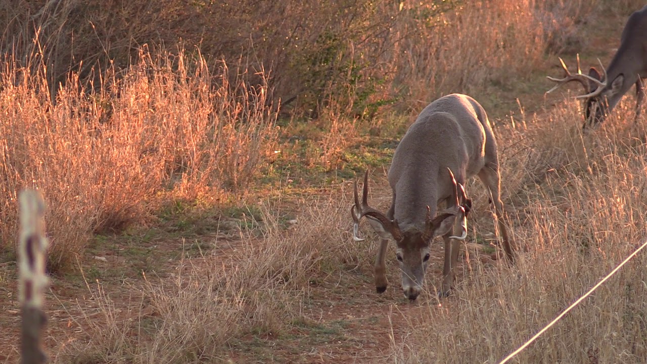 Big Mexico Buck - C4 - YouTube