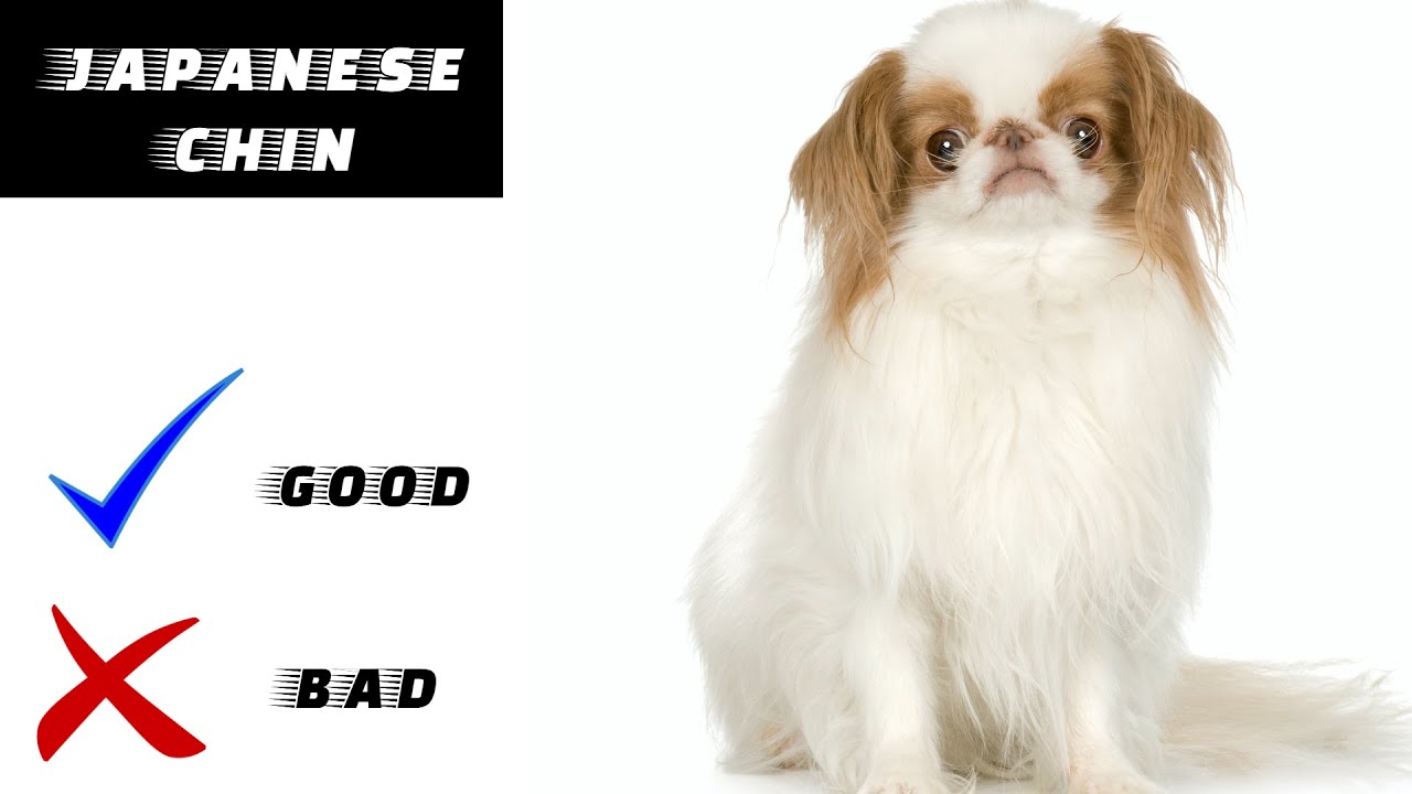 Japanese Chin Pros And Cons - YouTube