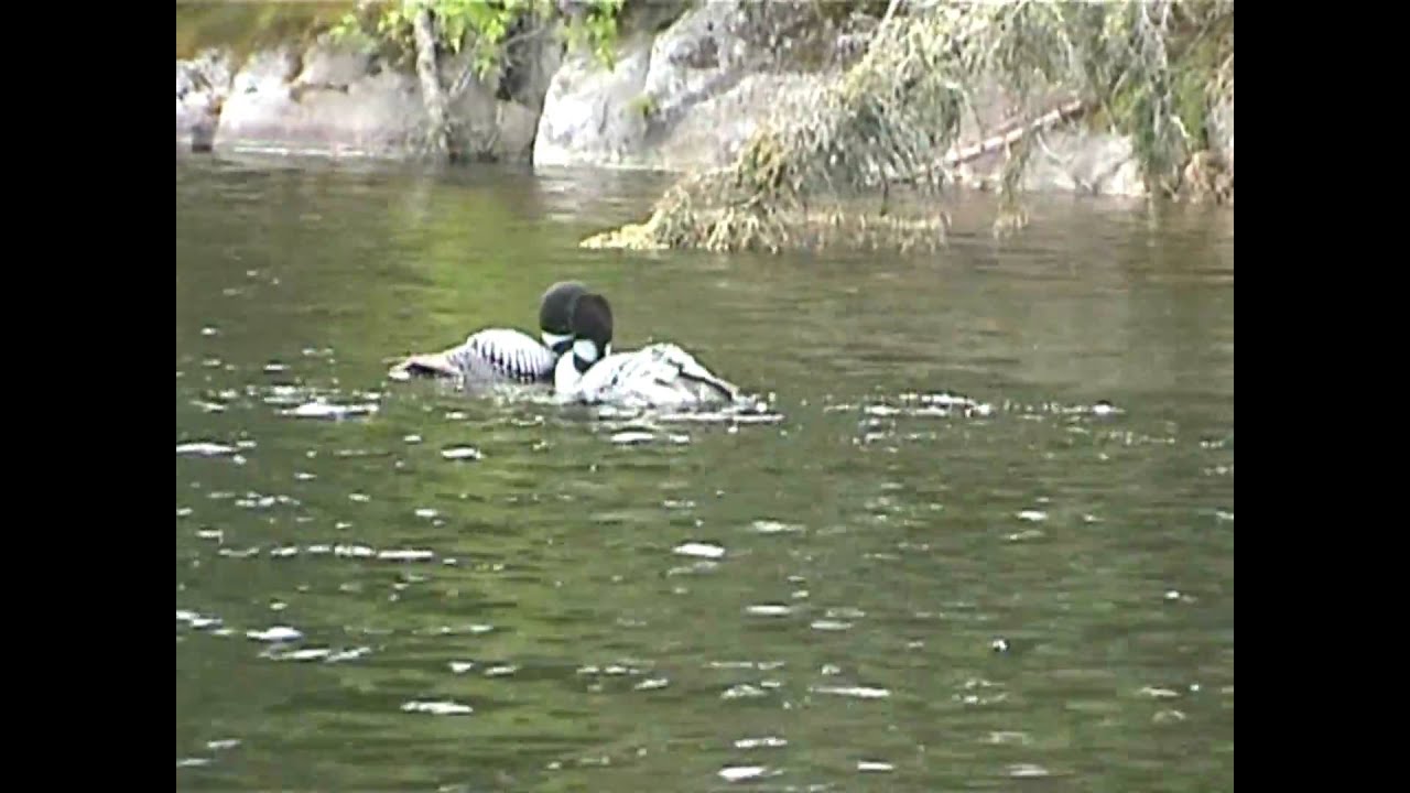 LOON FIGHT - YouTube