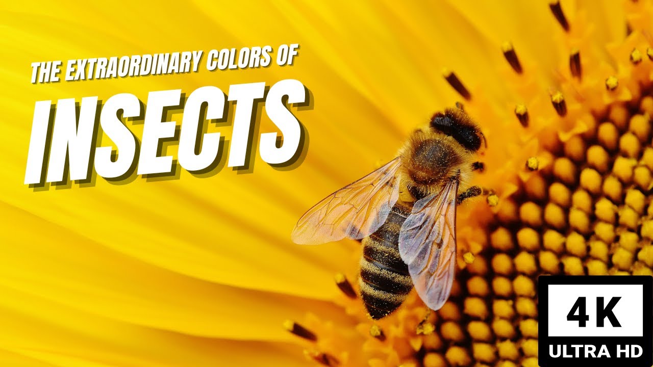 Incredible Insect Life: A 4K Ultra HD Journey. #thehowtoacademy # ...