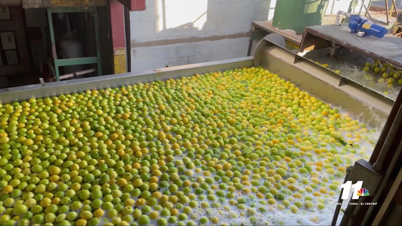 Home Grown: Citrus packing - YouTube