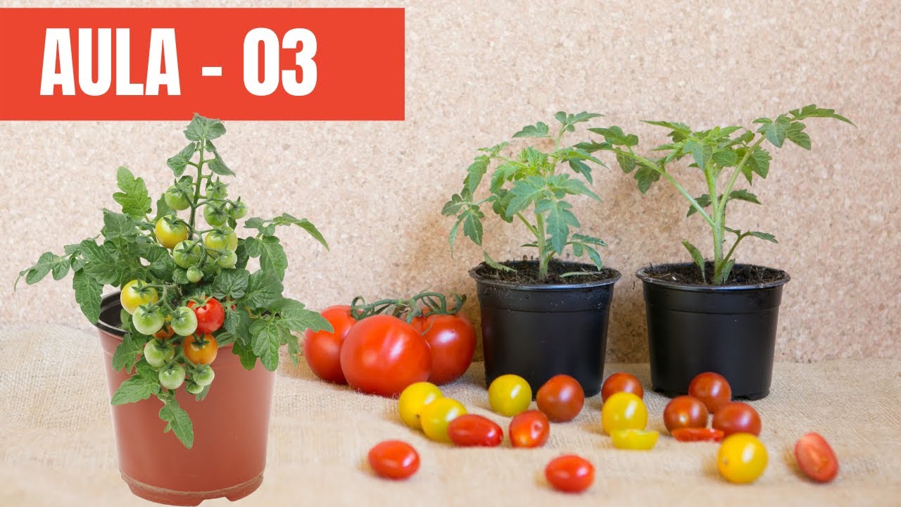 TOMATES EM VASO PARA INICIANTES - AULA - 03 - YouTube
