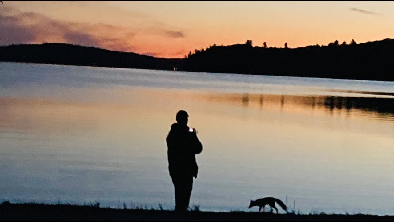 Playful baby fox with incredible sunset at Dwight Beach, Algonquin Park ...