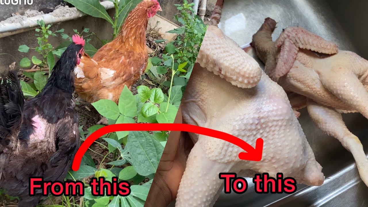 How to humanely Kill/slaughter and Butcher a Chicken | Step-by-Step ...