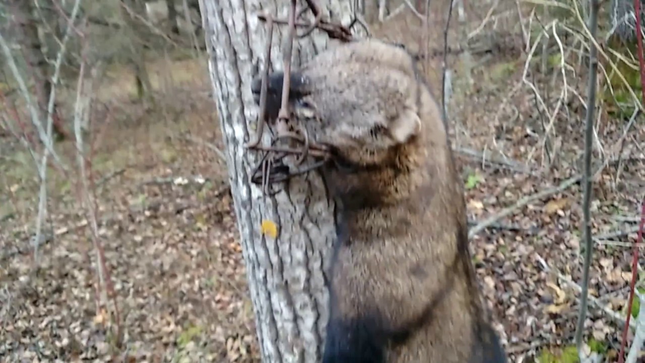 Trapping Season 2016-2017 Begins - YouTube