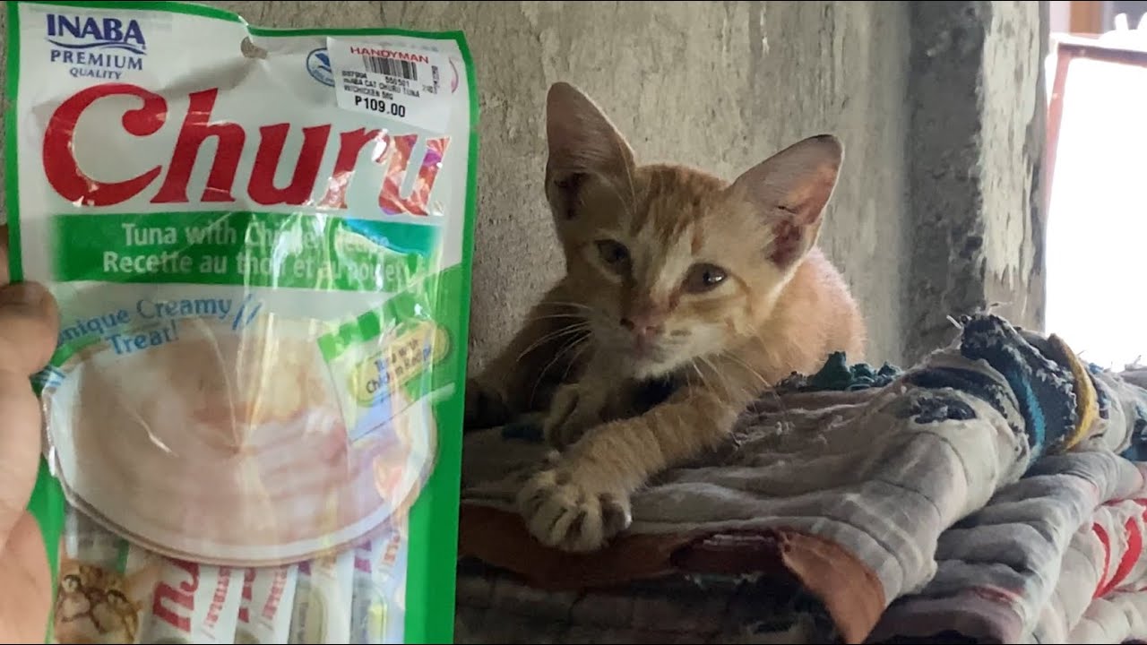 TABBY CAT "PEACH" - Orange Tabby Cat MEET Peach edition 🎏 - YouTube