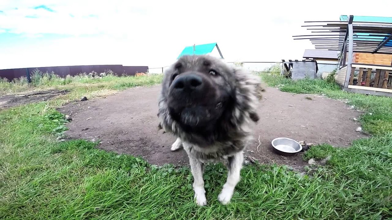 SWAG Animals - YouTube