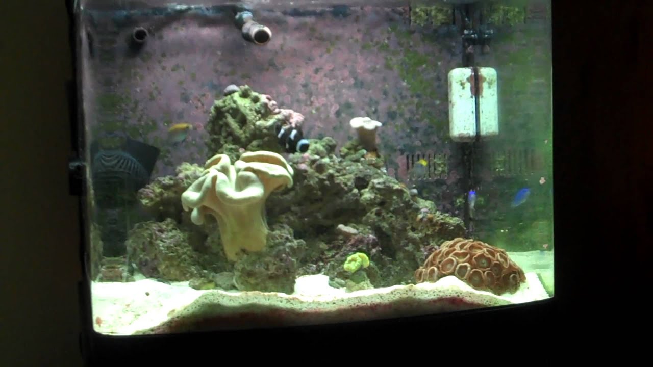 29 Gallon Biocube Introduction Video - YouTube