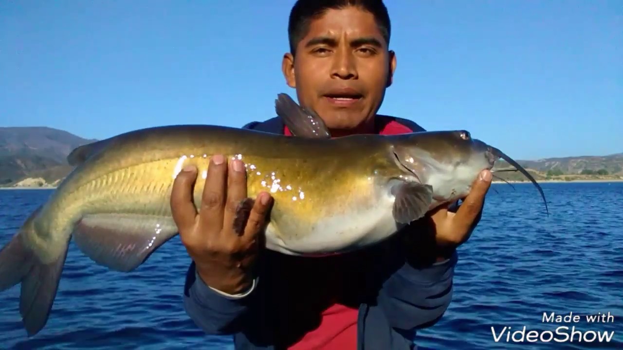 Pescando en el Lago Castaic Lake california fishing catfish and ...