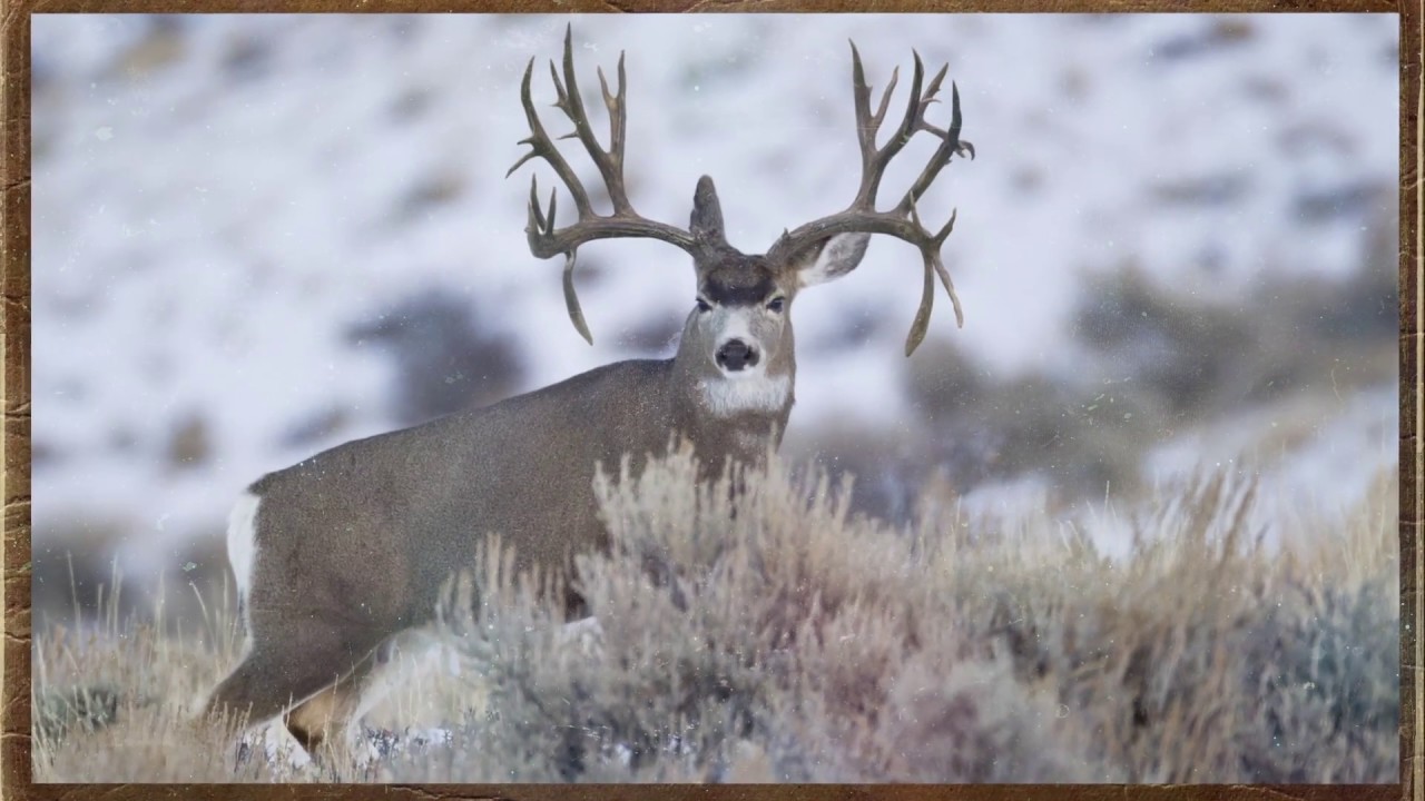 2017 Monster Mule Deer Calendars Prt 2 - YouTube