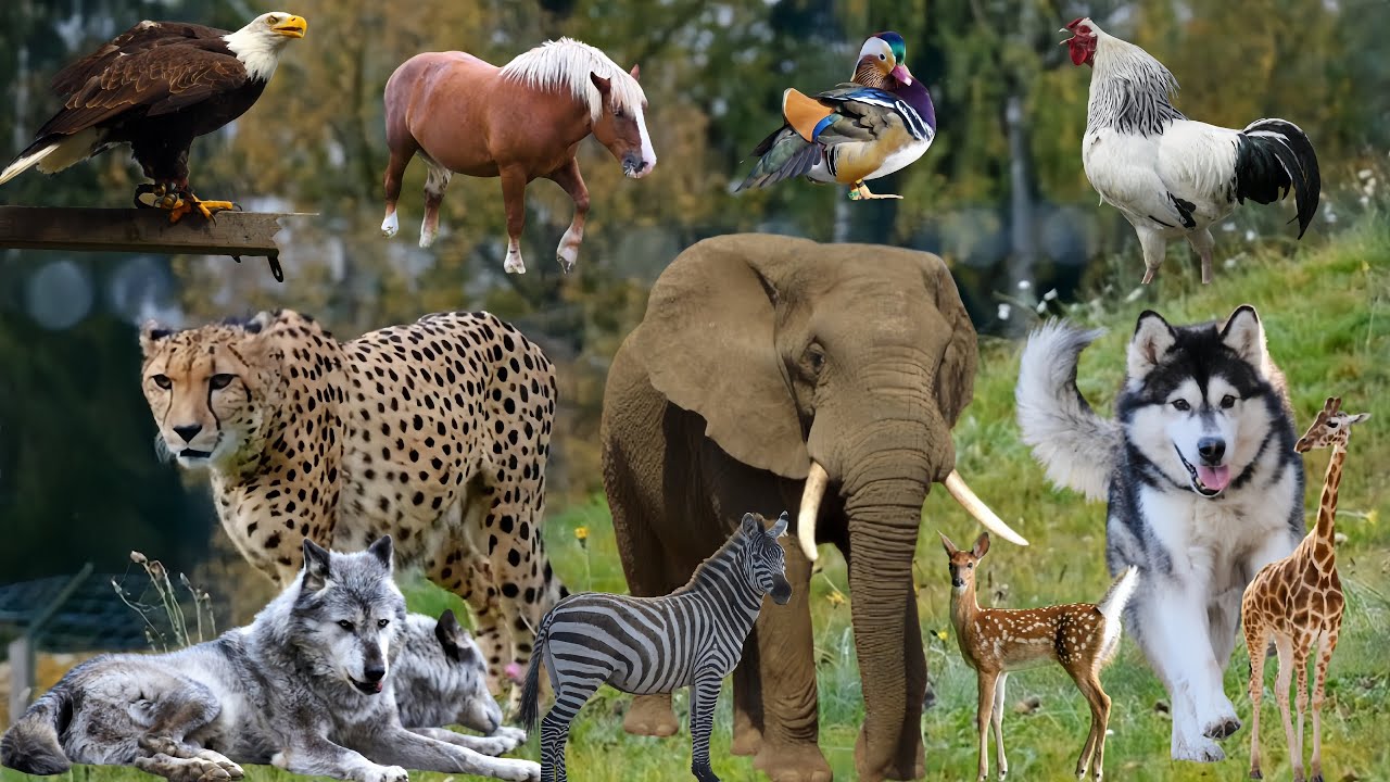 Amazing Animal Sounds Compilation : Elephant, Tiger, Chicken, Ducks ...