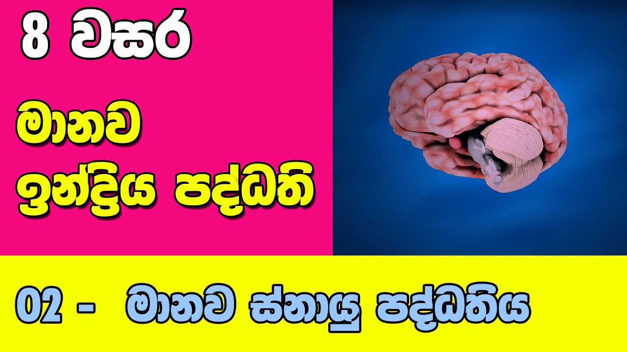 Grade 8 Science Unit 9 Part 2 | Nervous System | මානව ස්නායු පද්ධතිය ...