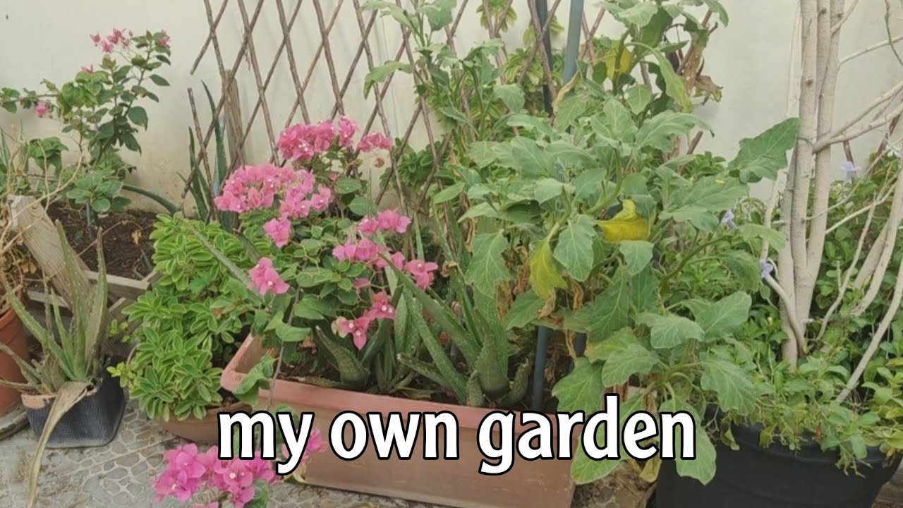 MY OWN GARDEN .. - YouTube