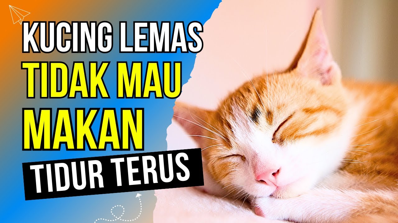 KAMU HARUS TAU‼️ Penyebab Kucing Lemas Tidur Terus Tidak Mau Makan ...