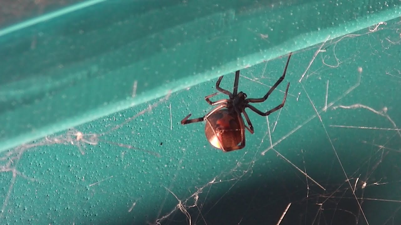 Redback's Web - YouTube