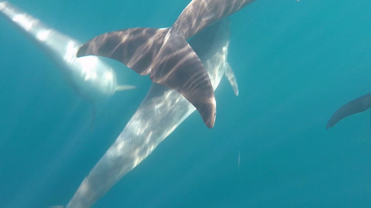 GALAPAGOS DOLPHINS ON THE WAY TO BARTHOLOMEW ISLAND - YouTube