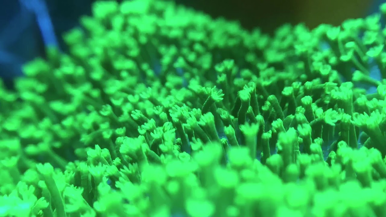 Leather green time lapse - YouTube