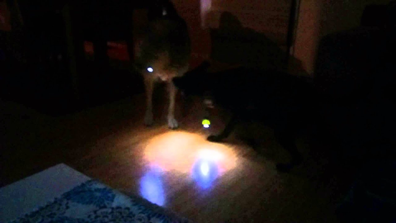 Dogs and torches. Too funny. - YouTube