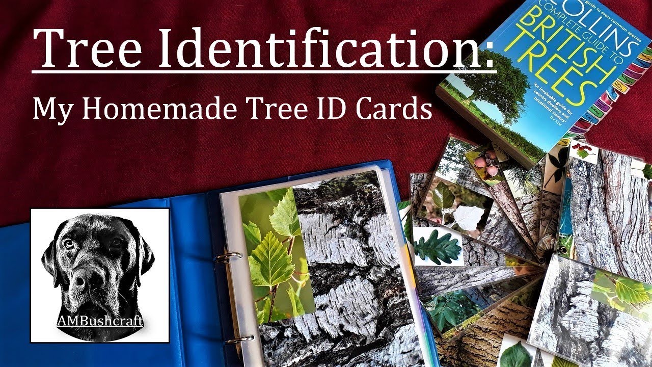 Tree Identification | Tree ID Cards | Bushcraft Tree ID | Common UK ...