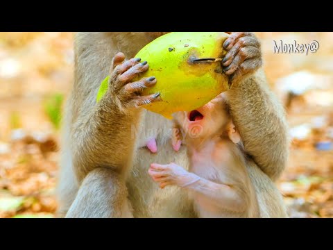Big mouth..! Baby Robert also wants to eat he tried to eat with his ...