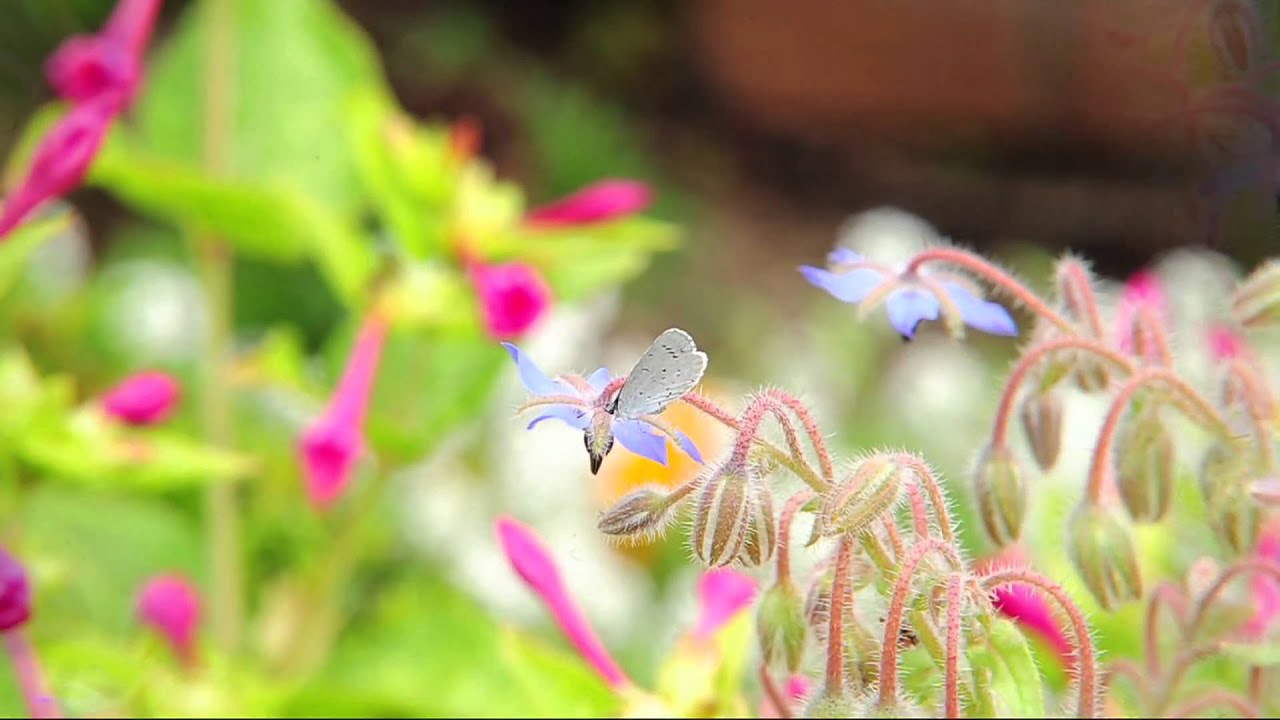 Faulbaumbläuling (Celestrina argiolus) im Hasengrund - YouTube