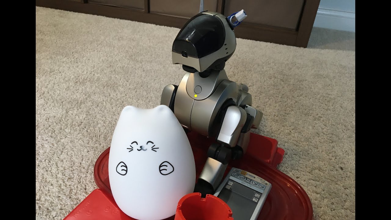 Aibo 210 playtime, new custom ears!!! And takin about life - YouTube