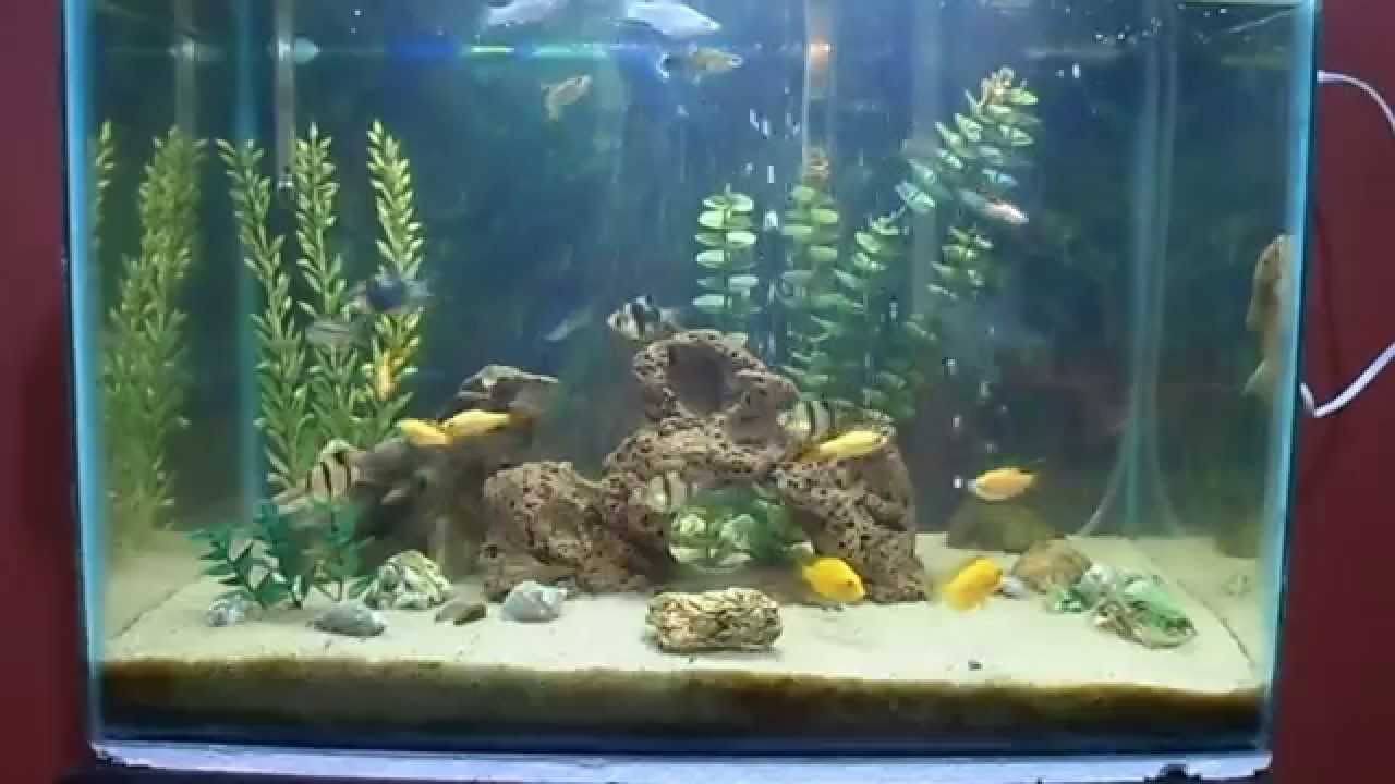 AQUARIO DE 80 LITROS - YouTube