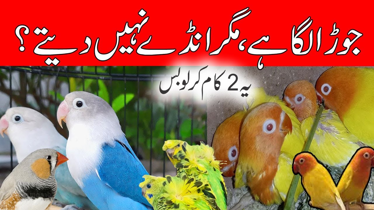 Why do birds mate but not lay eggs?Birds are mating but why don't they ...