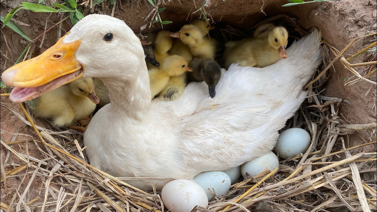Amazing Pekin 20Yellow Duck Hatching From Eggs - New Baby Duck Born ...