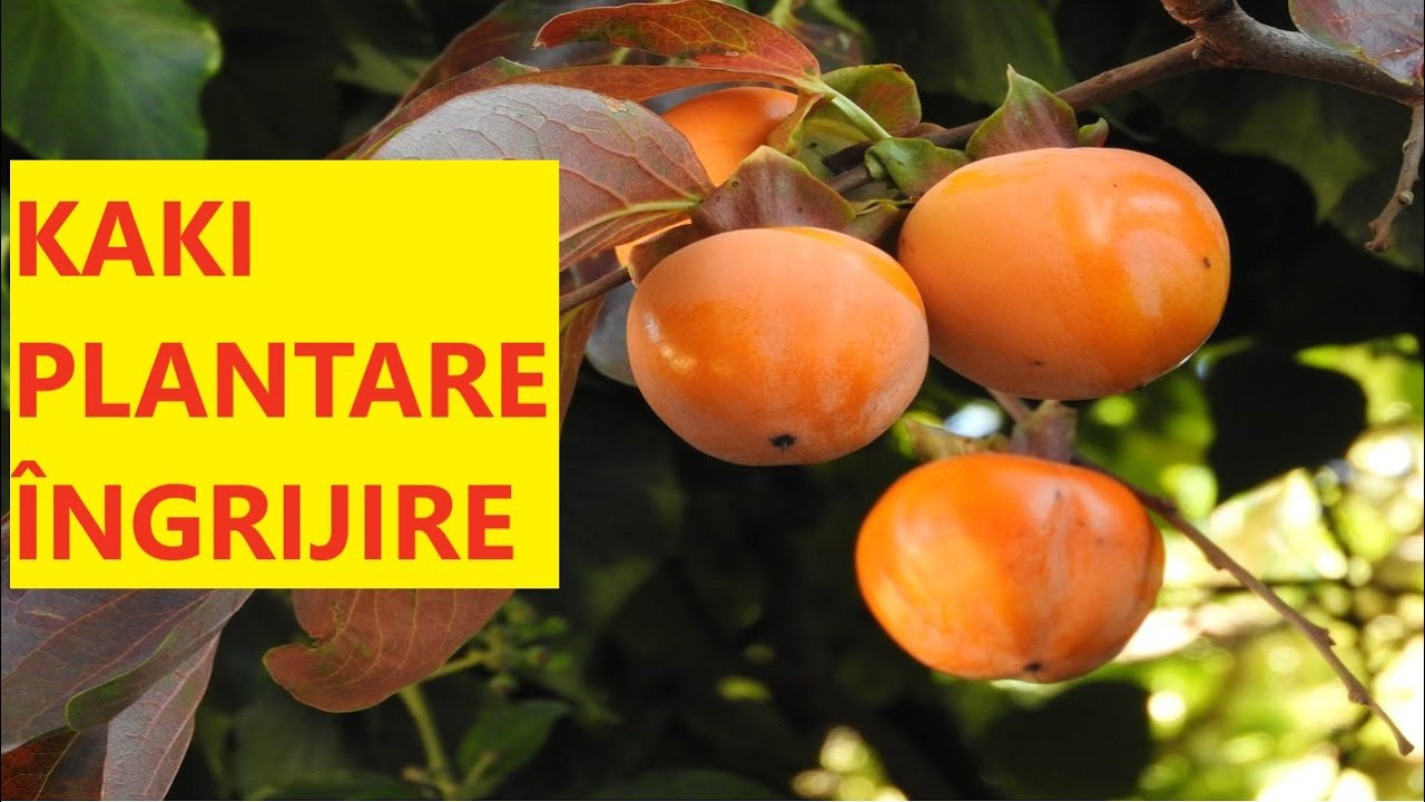 Cum să cultivi KAKI în România - YouTube