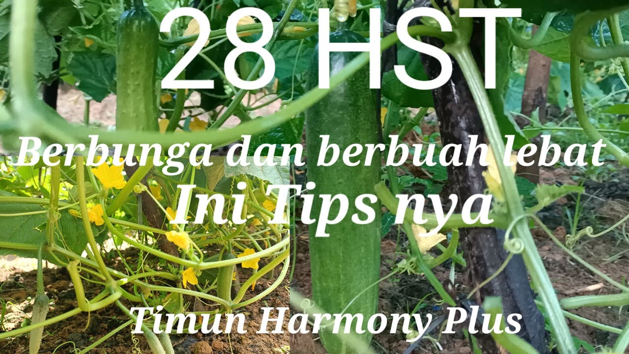 Timun Berbunga dan Berbuah Lebat, Ini Tips nya//Timun Harmony Plus ...
