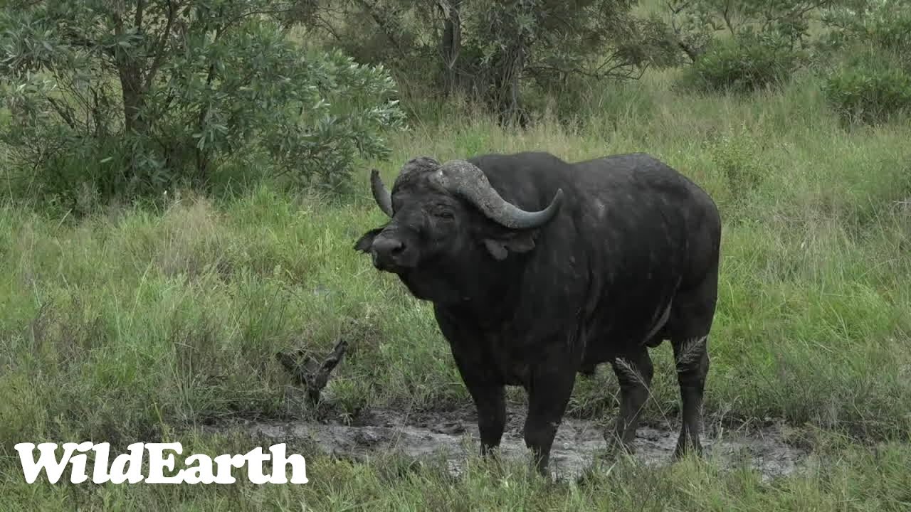 A buffalo sure does enjoy a mud wallow - YouTube