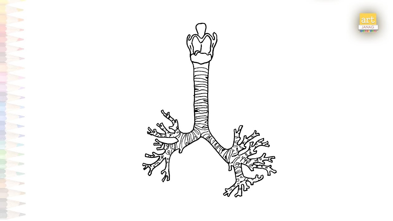 Functions of the Respiratory System drawing | Science drawings | How to ...