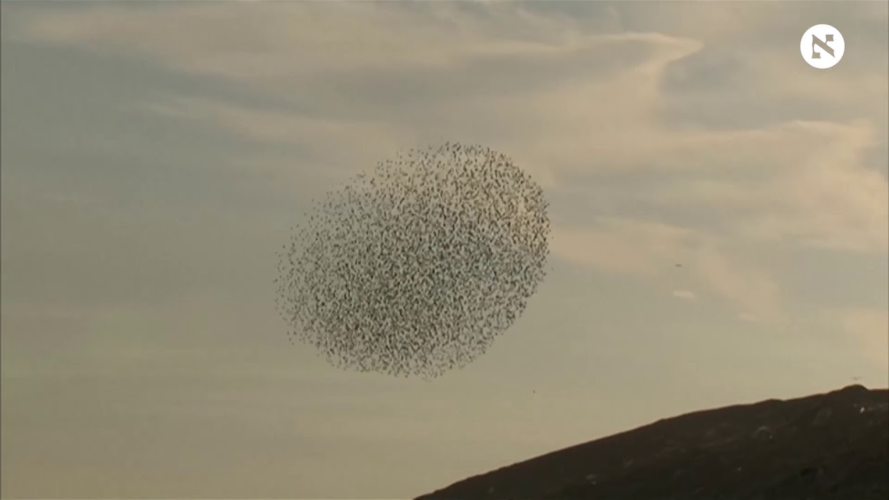 Migratory birds swirl in Israel’s skies - YouTube